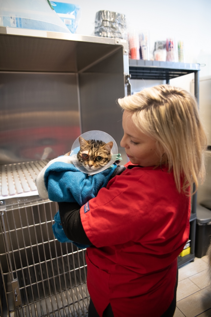 Présentation - Clinique Vétérinaire AnimaVet St Genis Pouilly | Dr ...