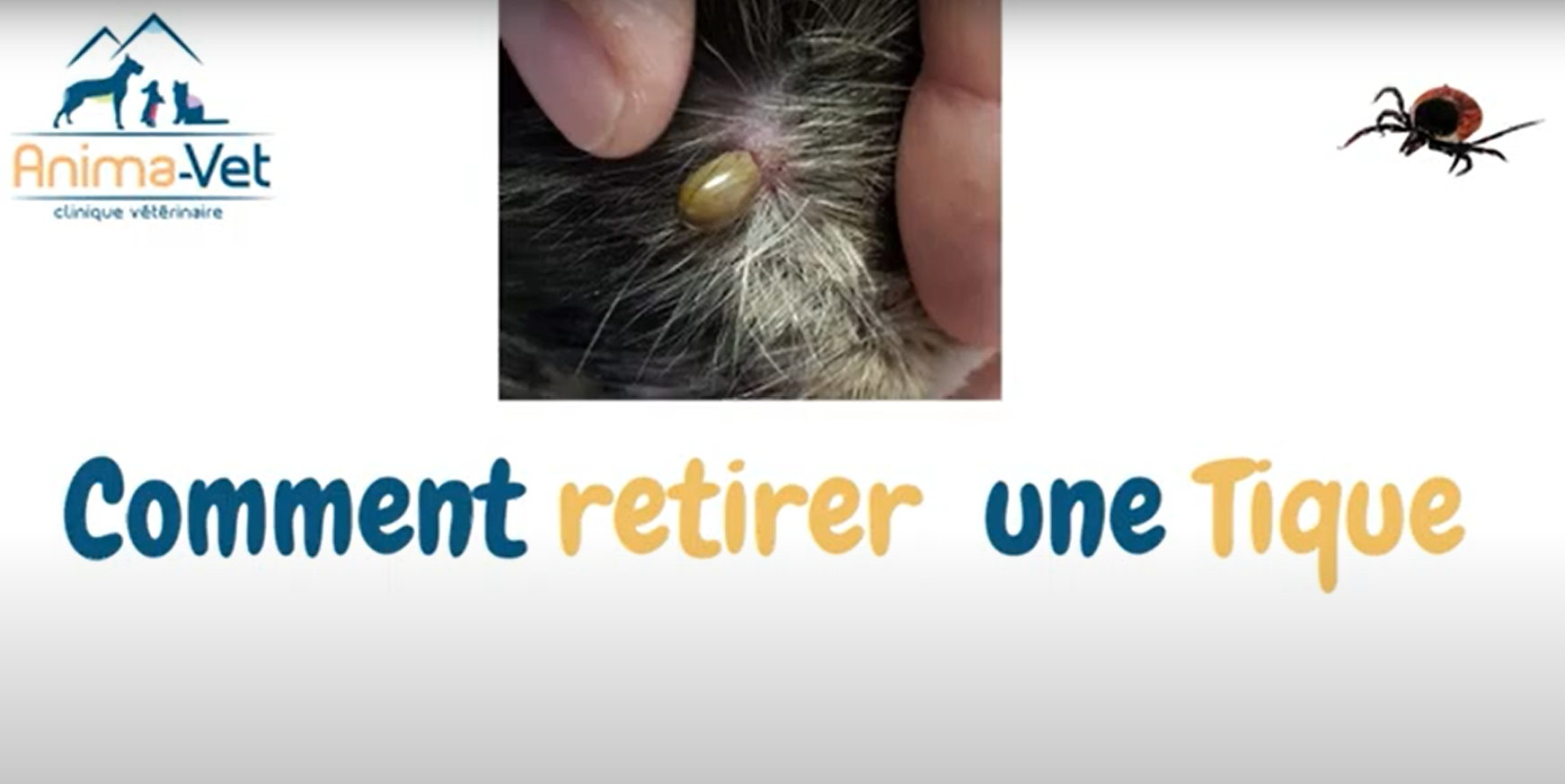 Comment retirer une tique sur son animal - Clinique Vétérinaire ...